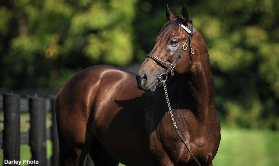 Nyquist, Medaglia D'Oro Lead Darley America's 2025 Stallion Roster ...