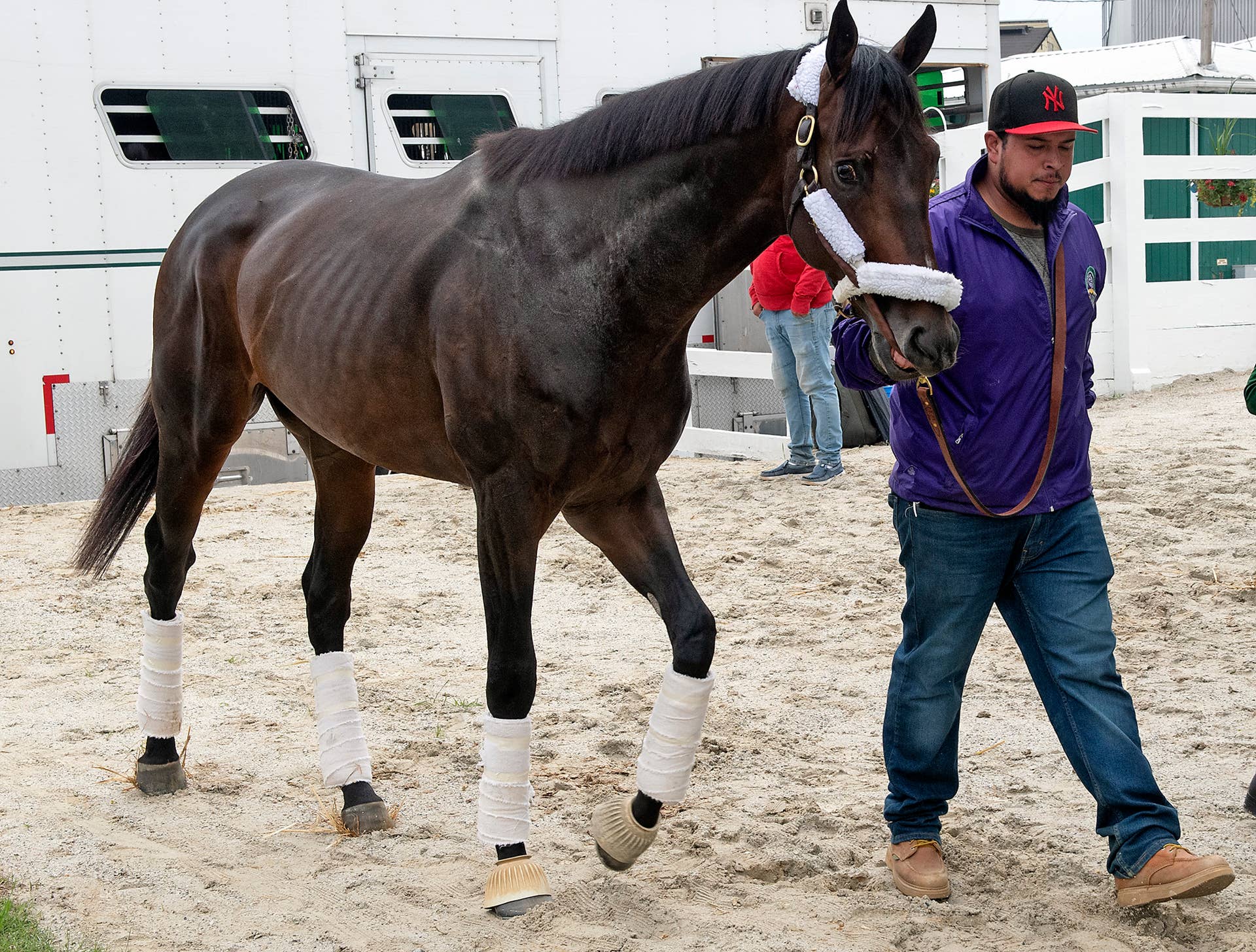 Preakness Stakes Alum Tuscan Gold To Continue Racing Career In ...