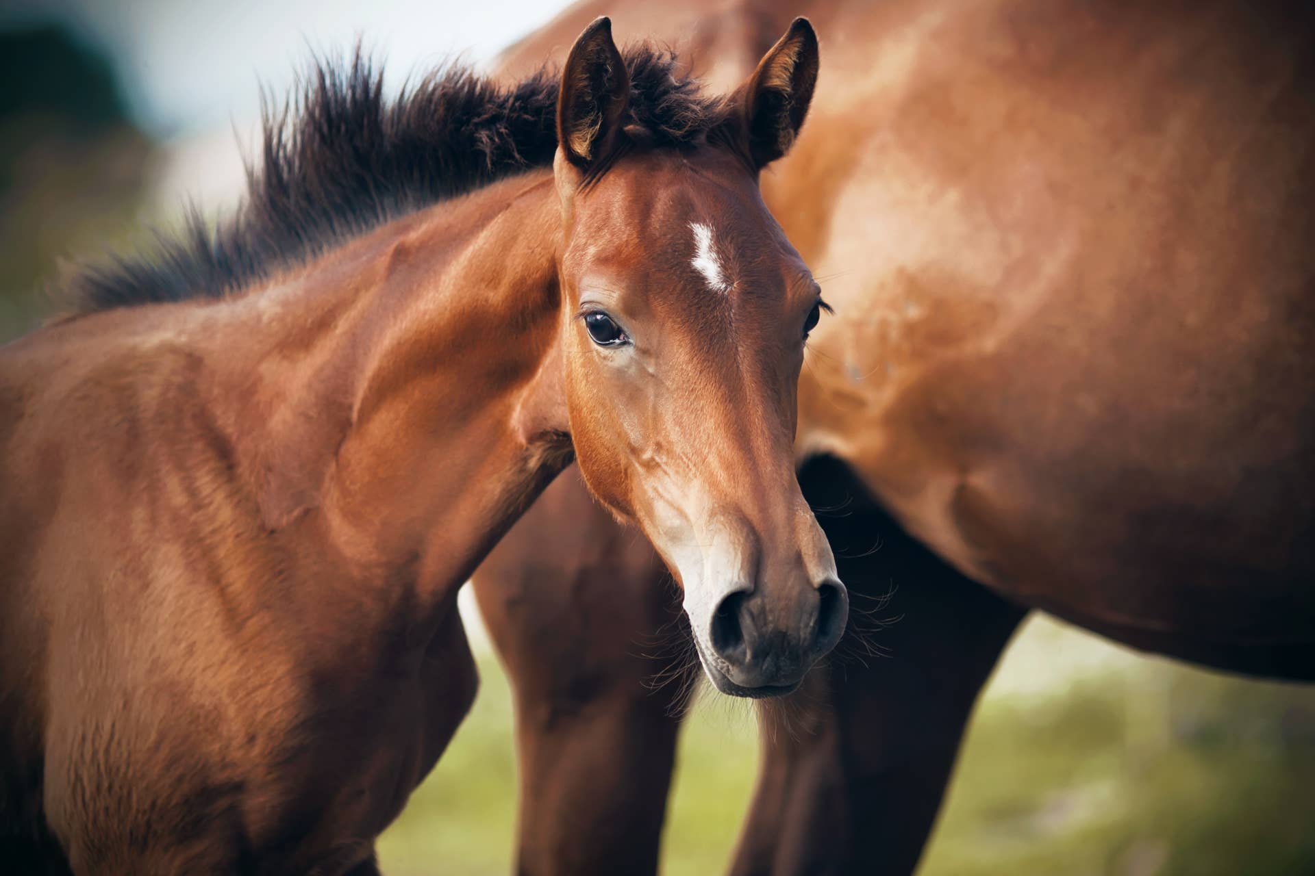 U.S. Equine Industry Survey Finds Continued Stability - Paulick Report