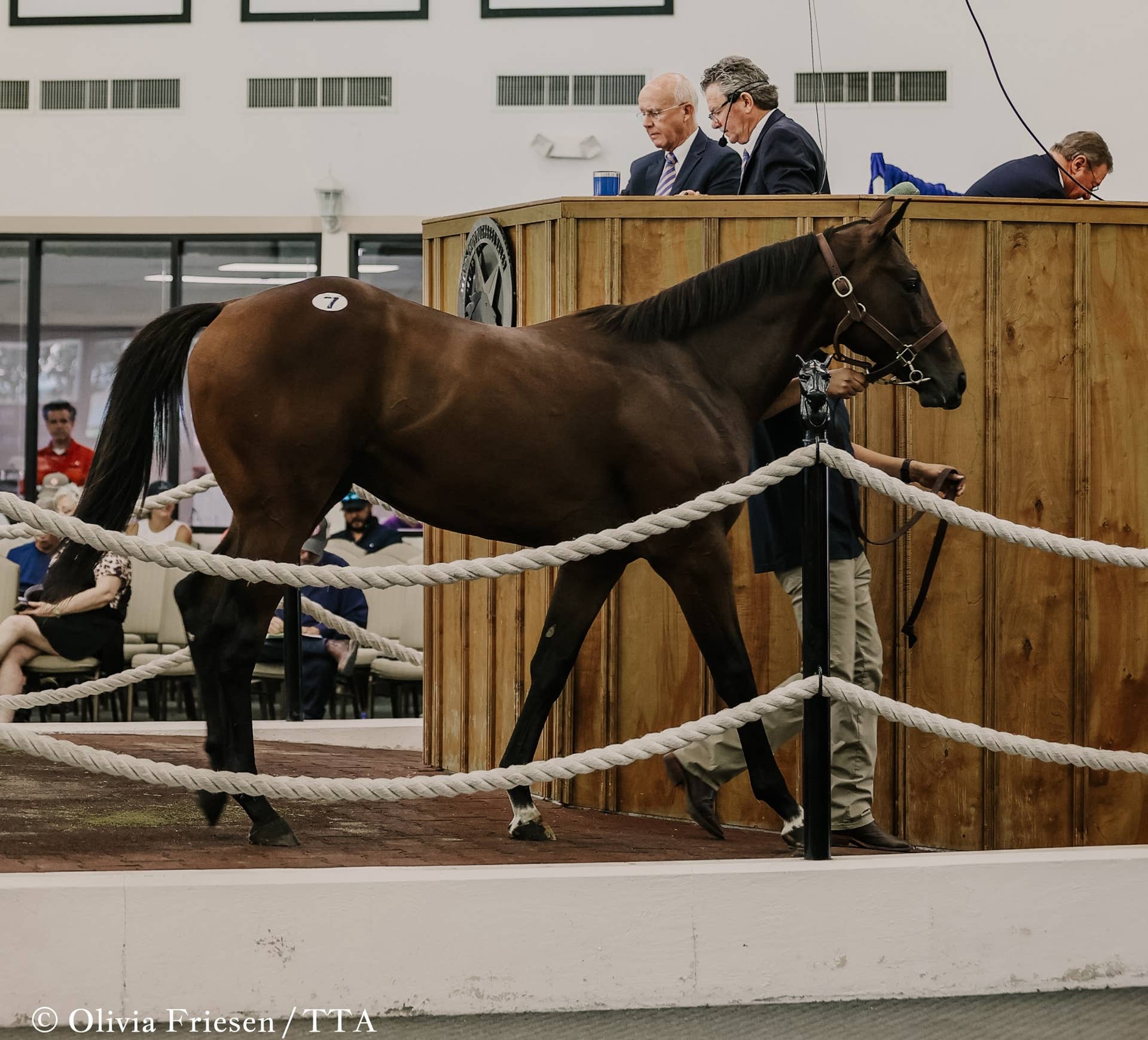 Texas Summer Yearling Sale Attracts Record Number Of Entries For 2025 ...
