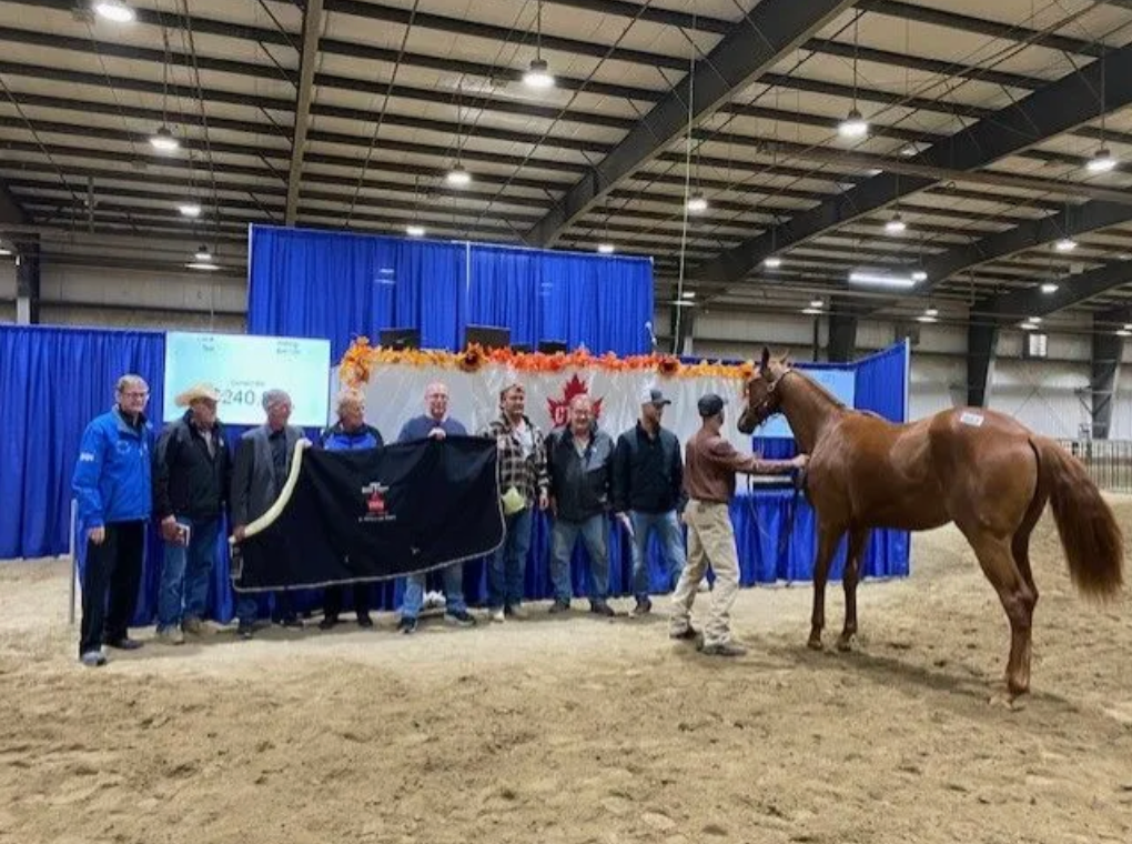 Sharp Azteca, Big Brown Colts Top 2024 CTHS Alberta Sale - Paulick Report