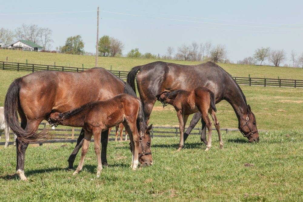 The Jockey Club Releases 2024 Breeding Statistics And 2025 Live Foal ...