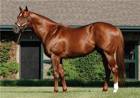 Speightstown, Constitution Headline WinStar Farm's 2021 Stallion Roster ...