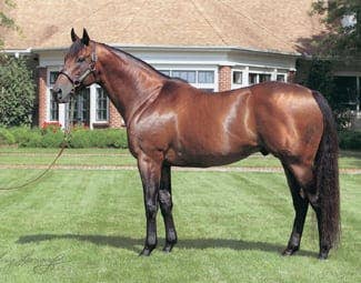 'He Will Be Greatly Missed': Champion Lemon Drop Kid Dies At Age 28 ...