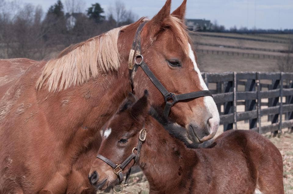 Nurse Mares: Four-Legged Mary Poppins to the Rescue - Paulick Report