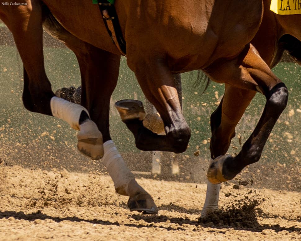 Multiple Tech Systems Being Tested To Help Prevent Racehorse Injury ...