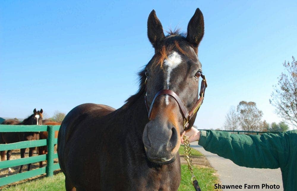 Multiple Graded Stakes Winner Frivolous Joins Cast Of Foal Patrol ...