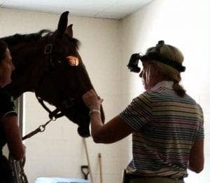 Eyes Wide Open: Can Acetaminophen Aide In Equine Ocular Issues ...