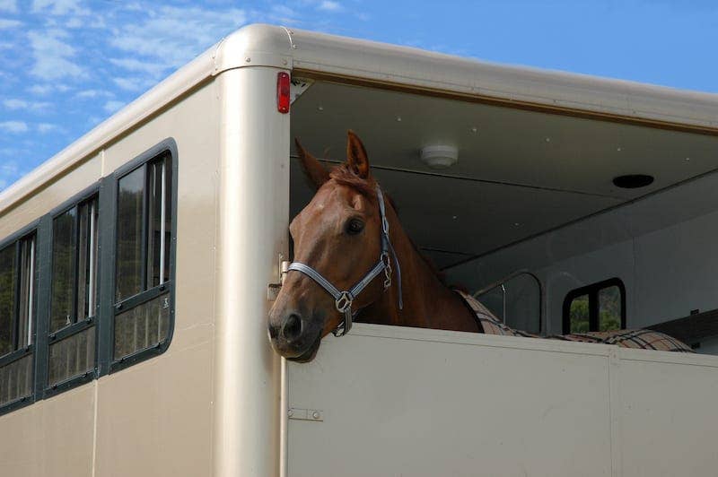 Horse Trailer - Paulick Report