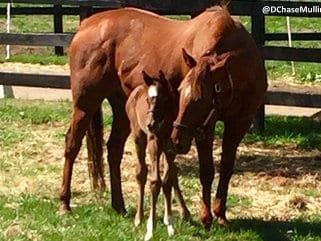 Champion Groupie Doll Pensioned From Broodmare Duty - Paulick Report