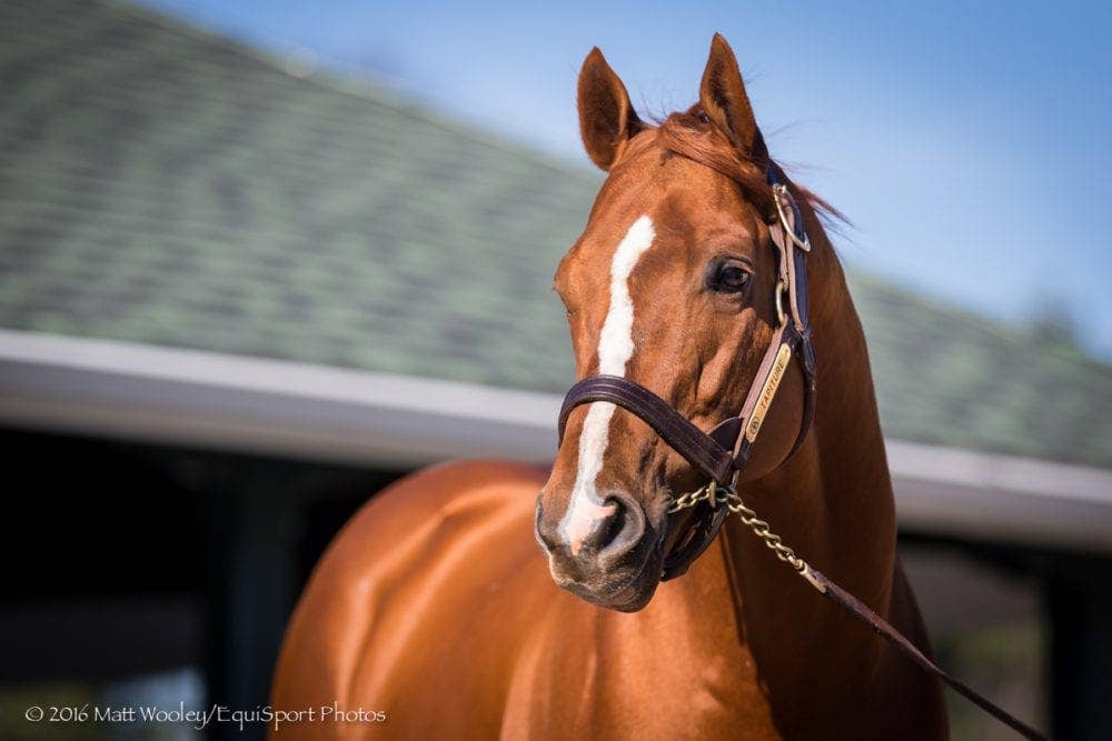Tapiture Relocated To Highfield Stock Farm In Alberta For 2025 ...