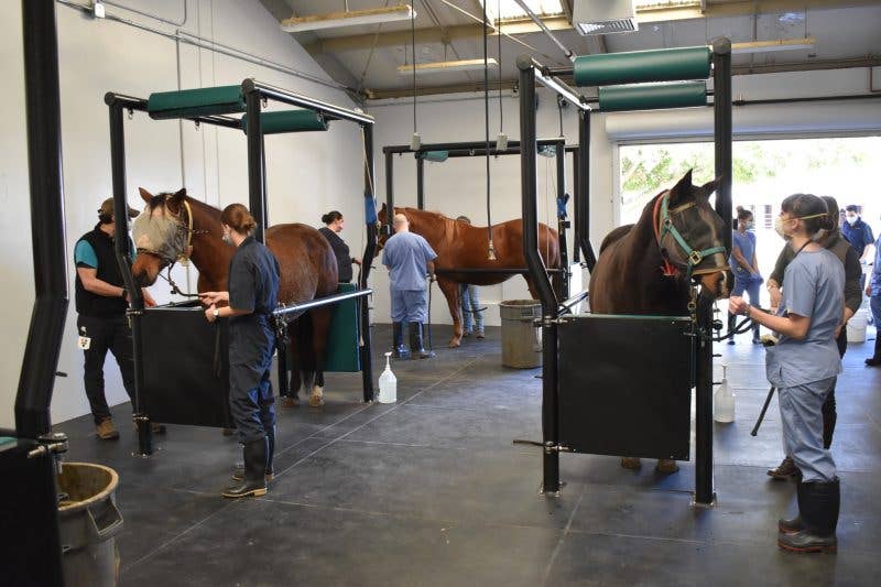 UC Davis Vet Hospital Updates And Expands Equine Reproduction Space ...