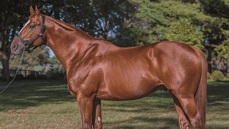 Curlin Leads Hill 'n' Dale's 2026 Stallion Roster At $225,000 - Paulick ...