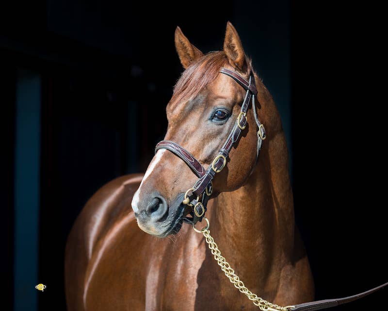 Airdrie Stud - Paulick Report