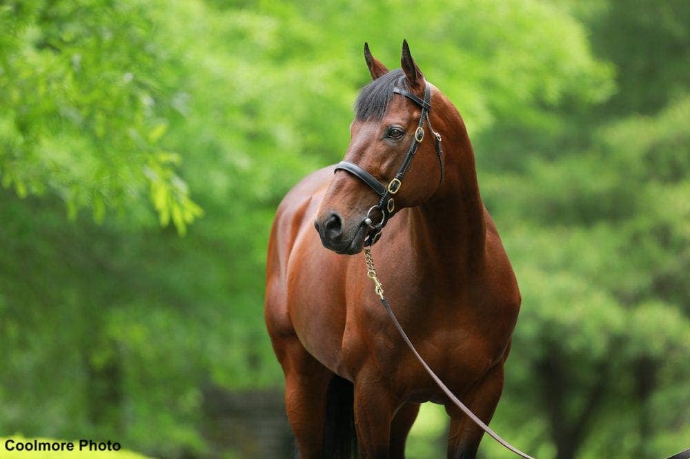 Triple Crown Winner American Pharoah To Stand In Japan For 2026 Season ...