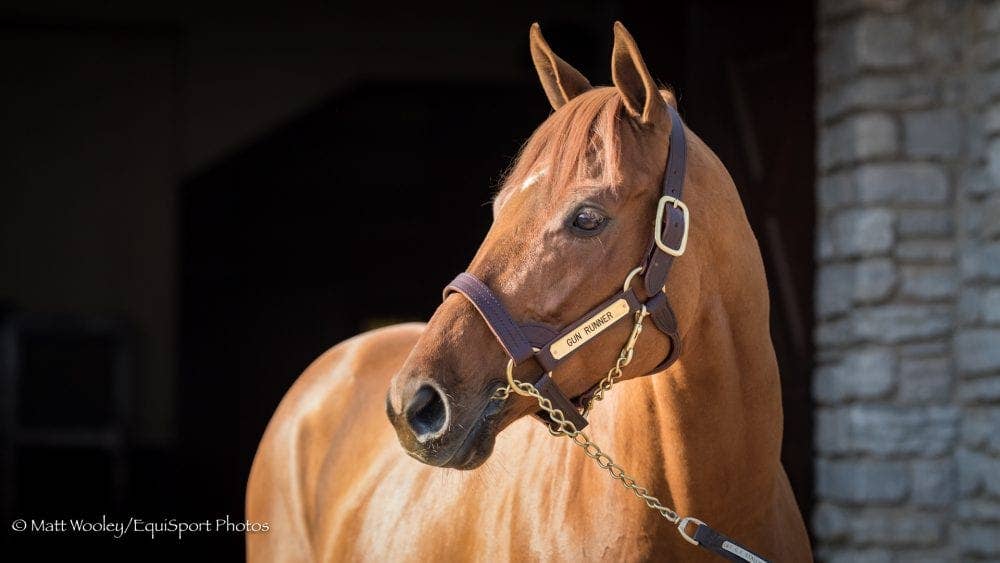 Gun Runner - Paulick Report