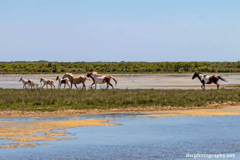 Chincoteague Ponies - Paulick Report