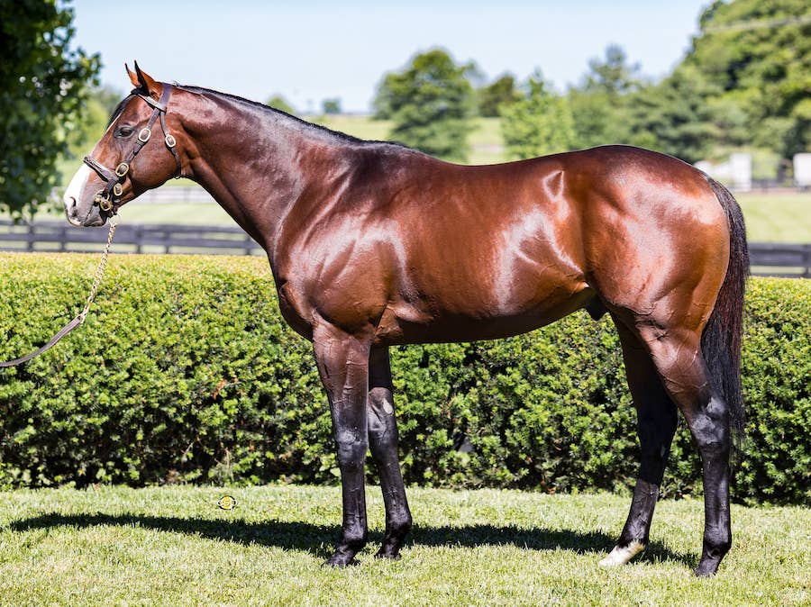 Complexity Filly Tops 2024 OBS October Sale Finale - Paulick Report