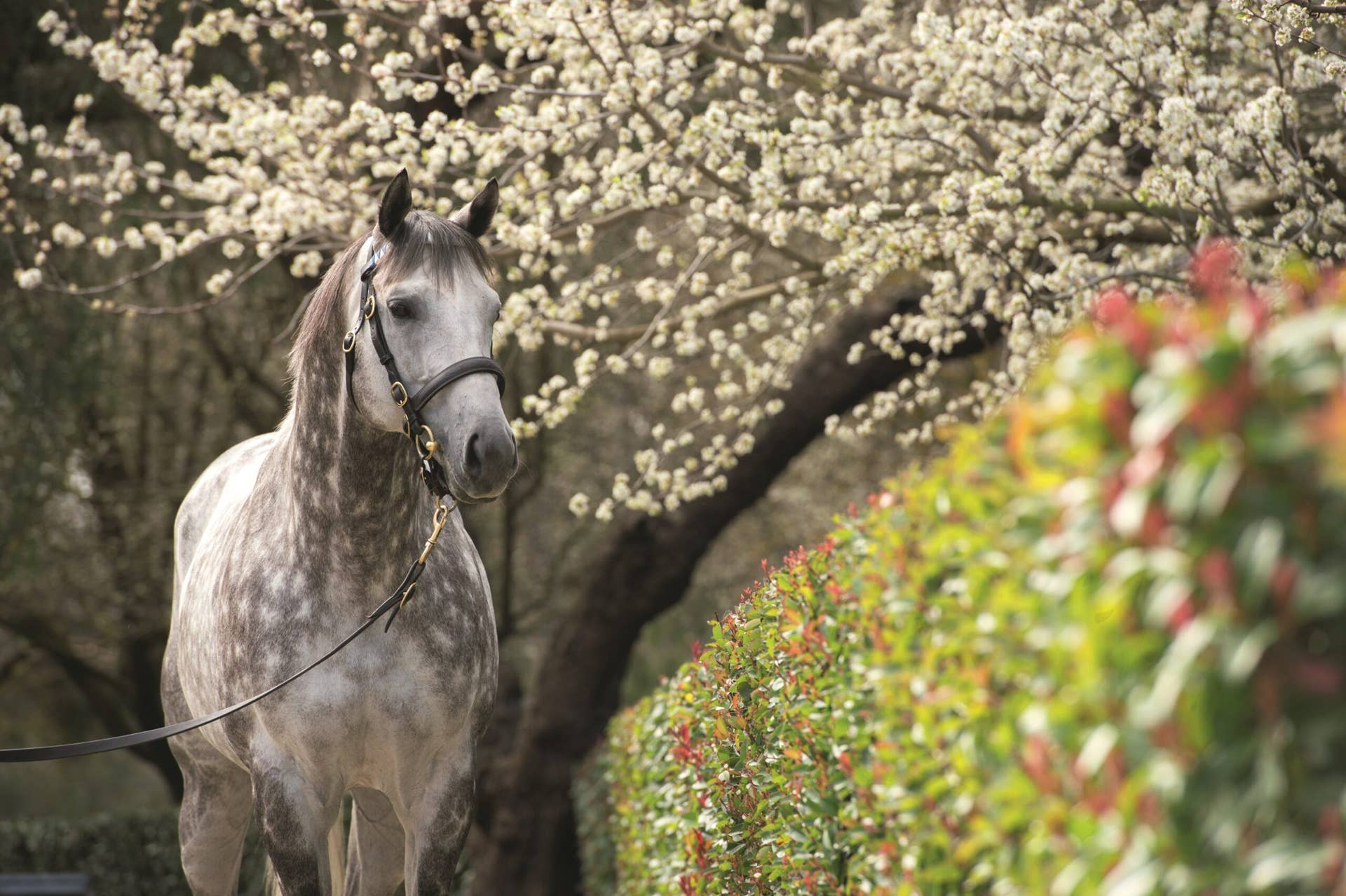 'An Exceptional And Exciting Racehorse': Acute Laminitis Claims Grade 1 ...