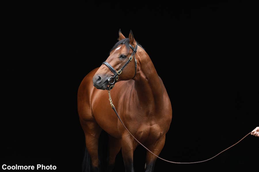 Juvenile Sale Power Rankings: Freshman Sets Pace After OBS March ...