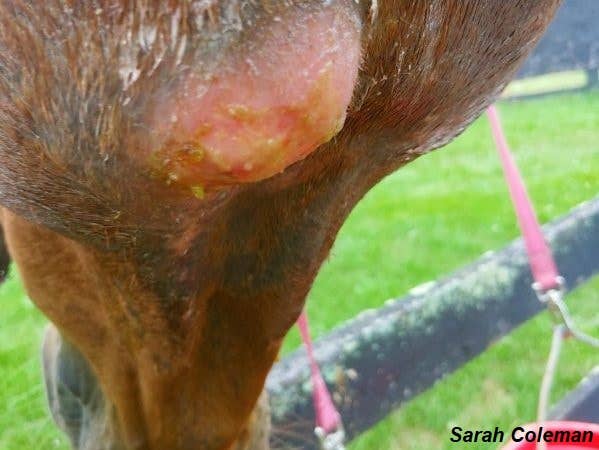 Washington Woman Contracted Strangles From Dying Horse - Paulick Report