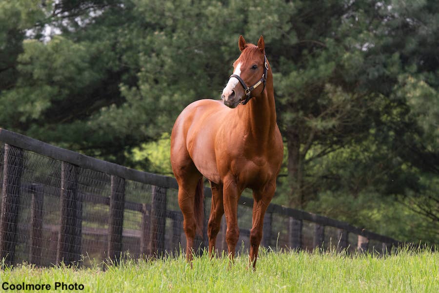 Stewart Lays Out 2025 Mating Plans For Broodmare Band, Puca Set To ...