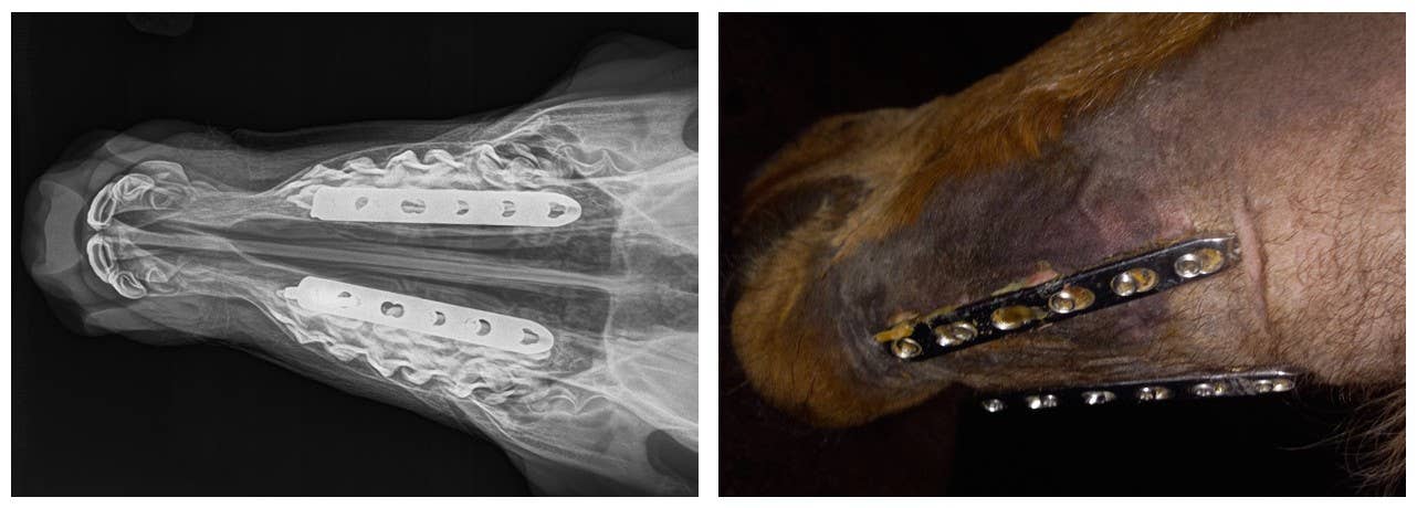 Surgeons Repair Newborn Foal’s Broken Jaw At UC Davis - Paulick Report