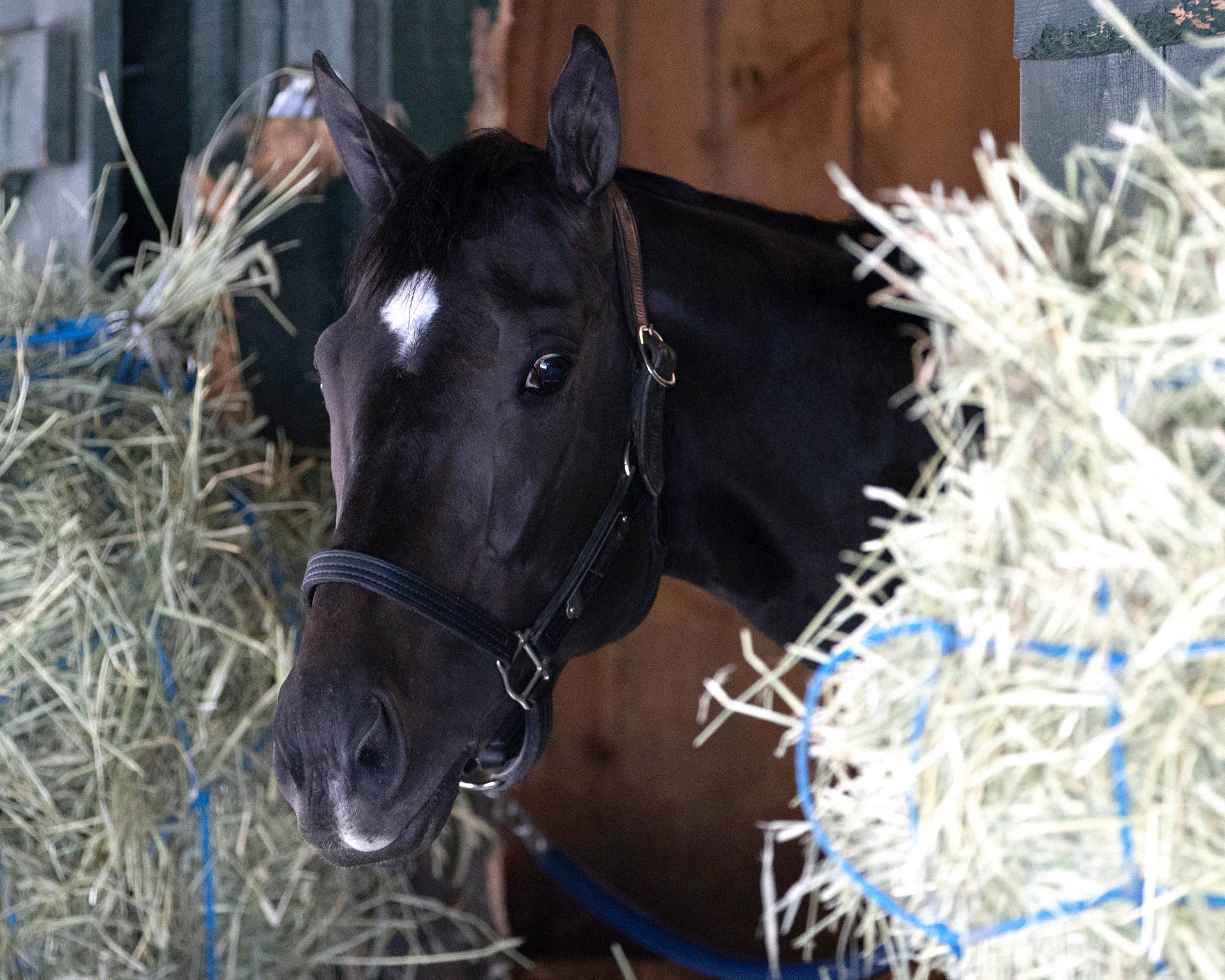 Bob Baffert: Rodriguez 'Needs To Be Out There Running' In Belmont ...