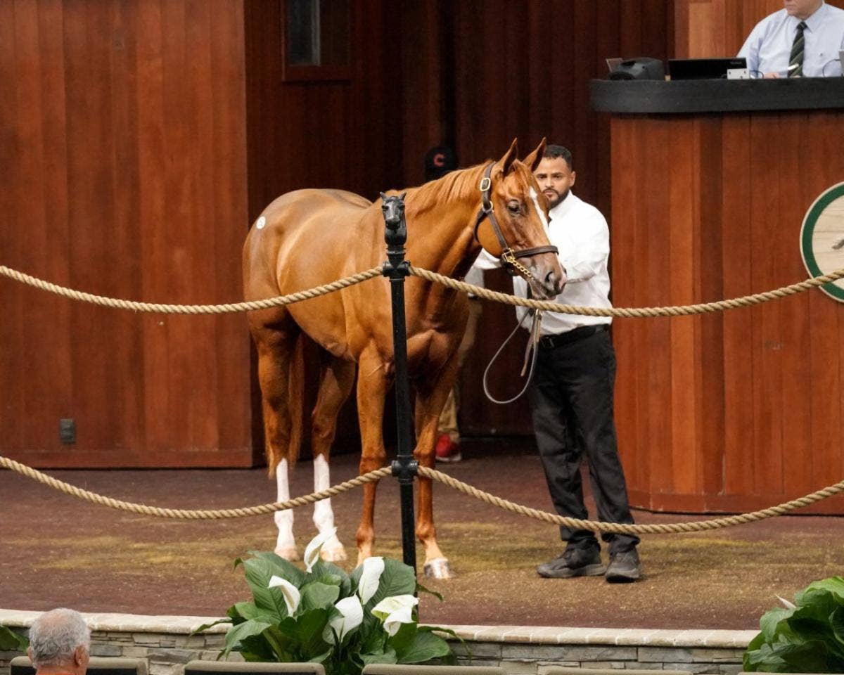 Curlin - Paulick Report
