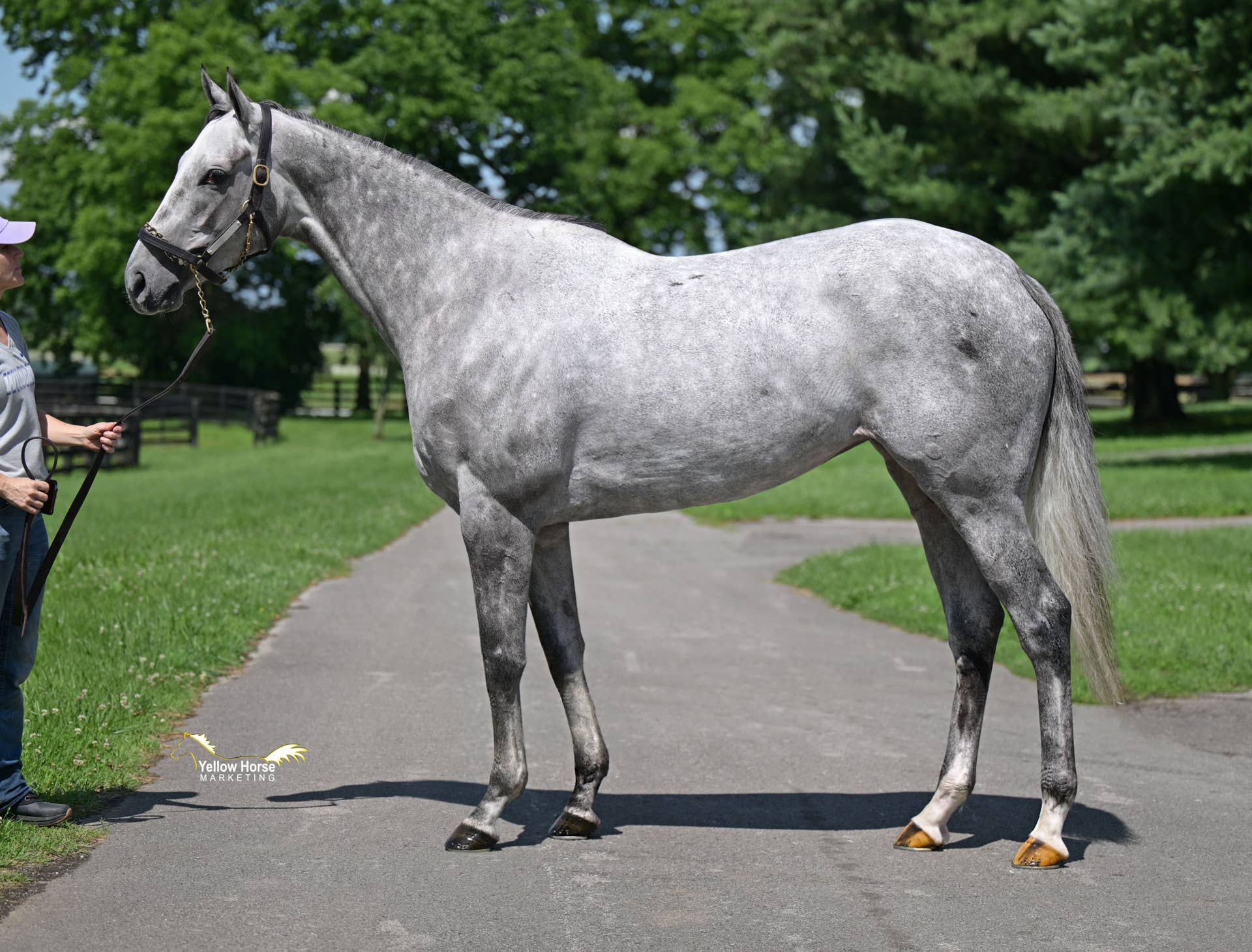 Inglis Digital USA's 2025 June Sale Catalog Now Online - Paulick Report