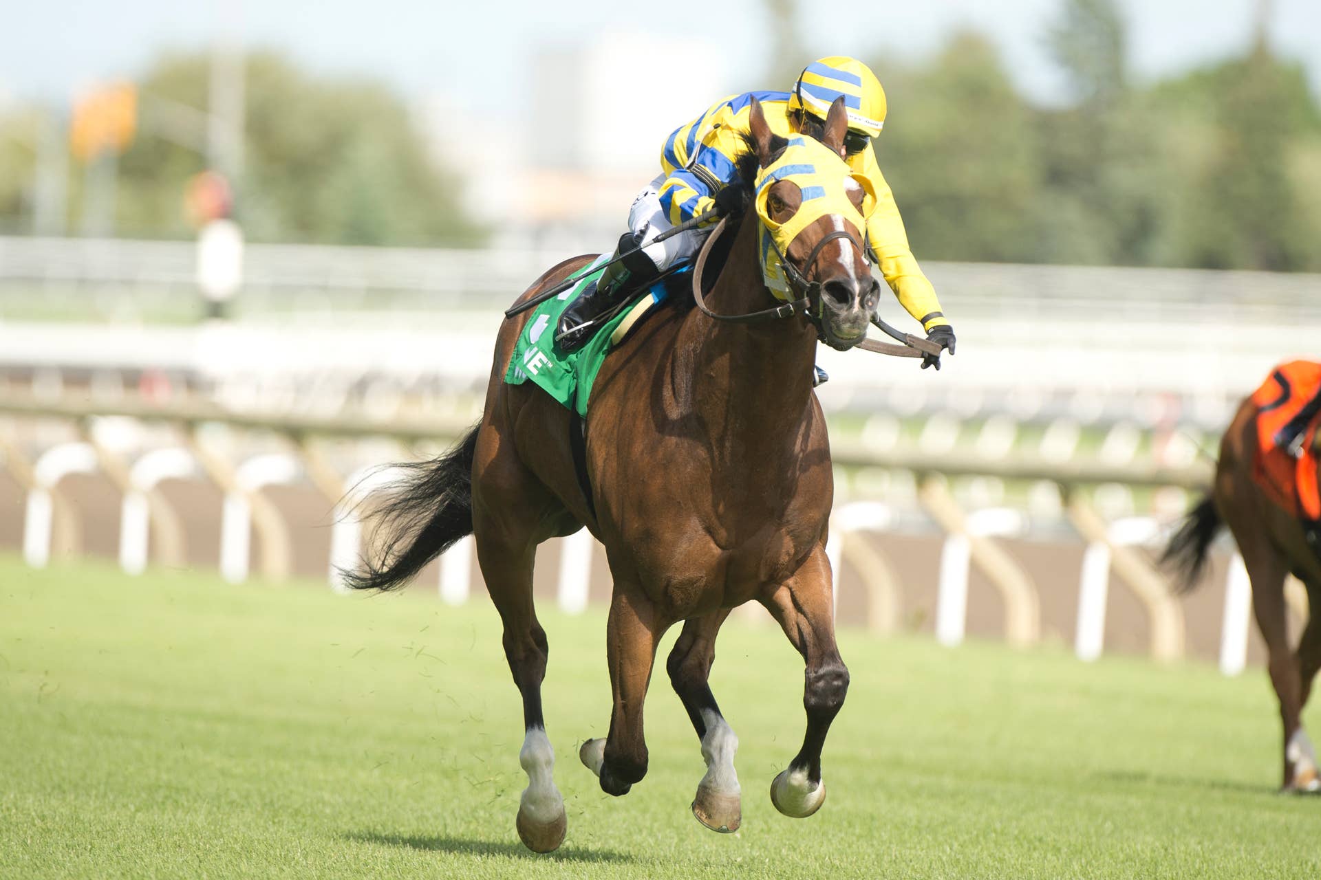 Patches O’Houlihan Vanned Off After Defeating My Boy Prince In ...