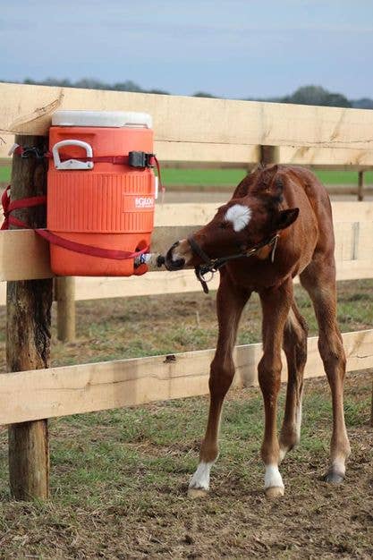 From Igloo Cooler Orphan To Winning Eventer, My Last Lee Continues to ...