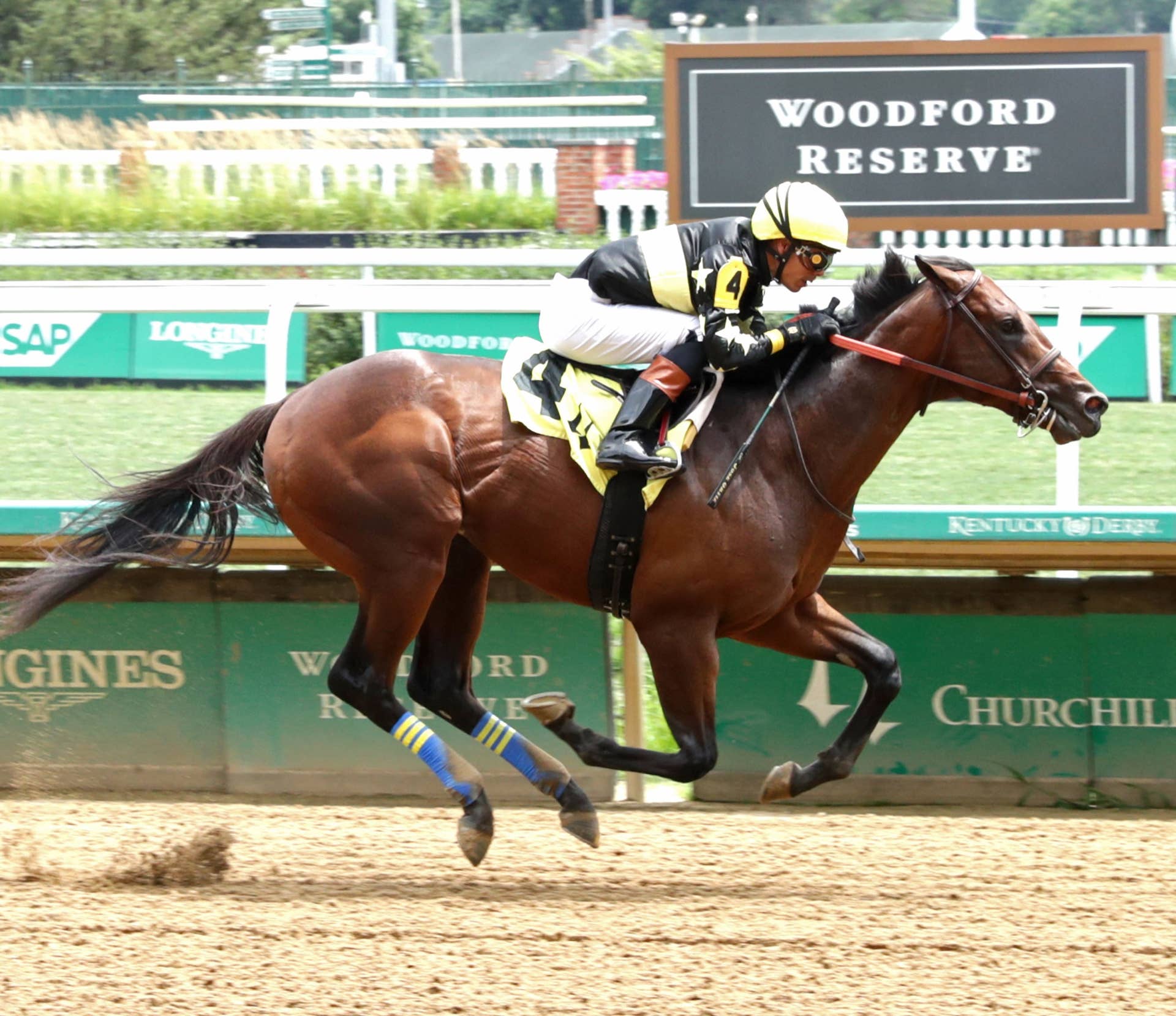 ‘A Deep Loss’: Saratoga Special Entrant Dazzle d’Oro Humanely ...