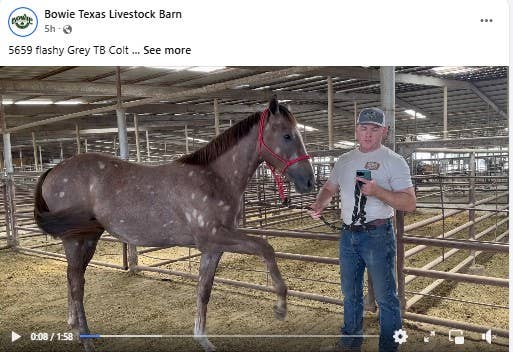 Bowie Texas Livestock - Paulick Report