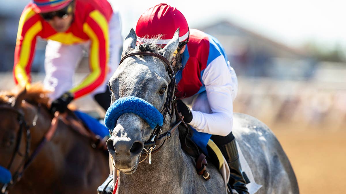 Brant Returns To Action In Maxfield - Paulick Report