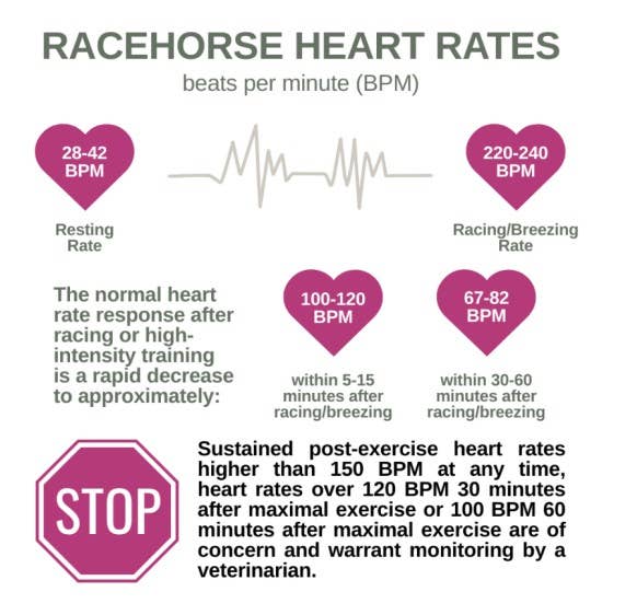 HISA: New Findings Released On Exercise-Associated Sudden Death ...