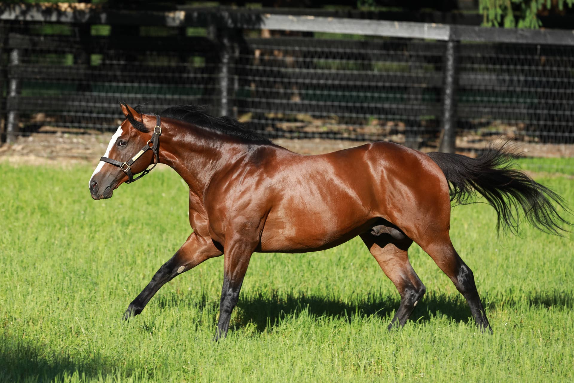 Tiz The Law - Paulick Report