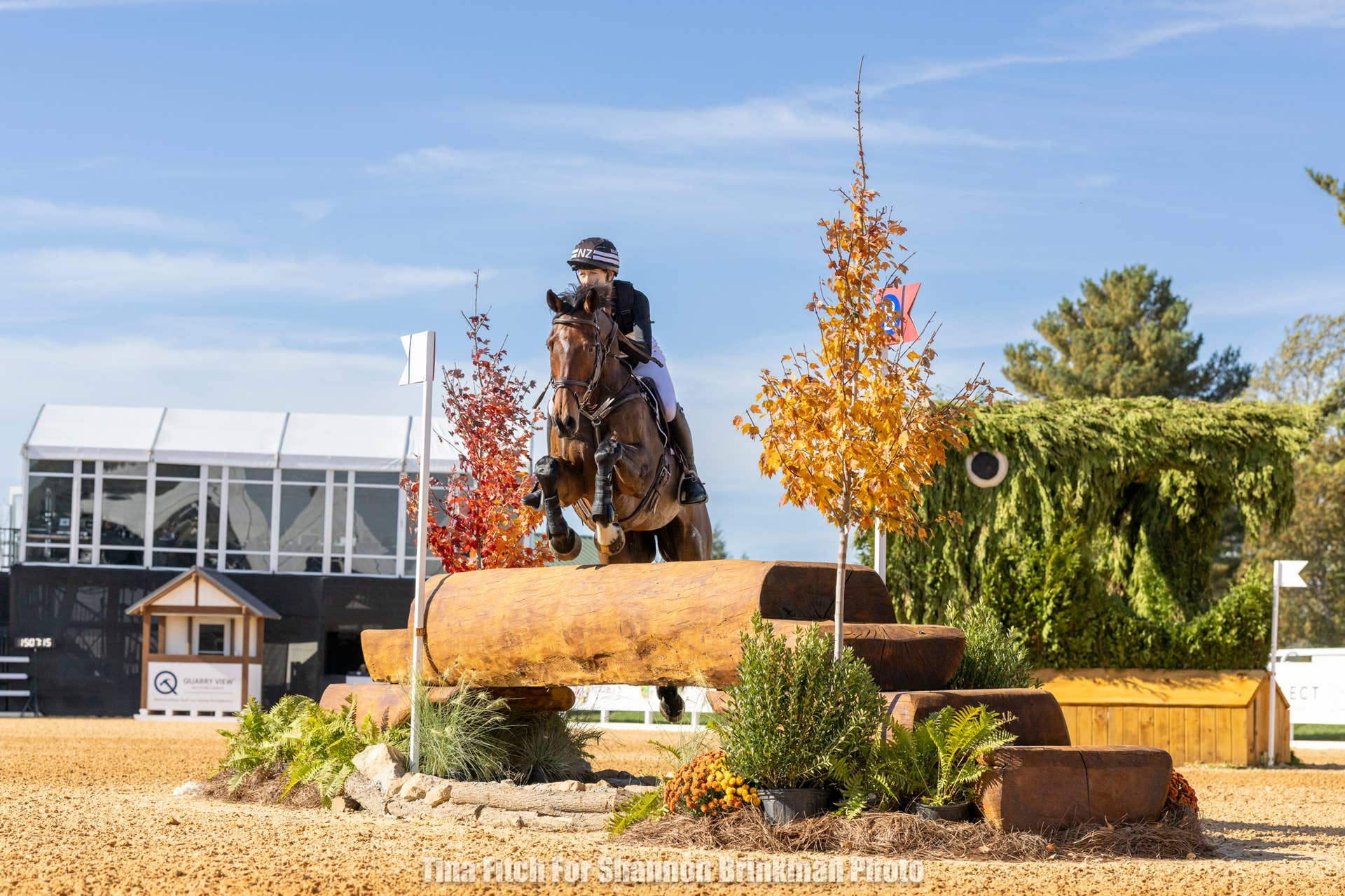 Meet Artist: New Zealand-Bred OTTB Has Proven He Belongs At Top Of ...