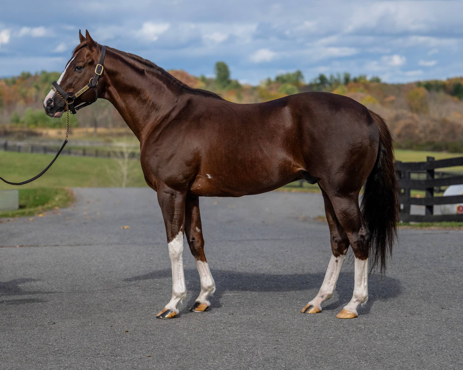 Bucchero To Command $12,500 Fee In 2026 At Ironhorse Stallions ...