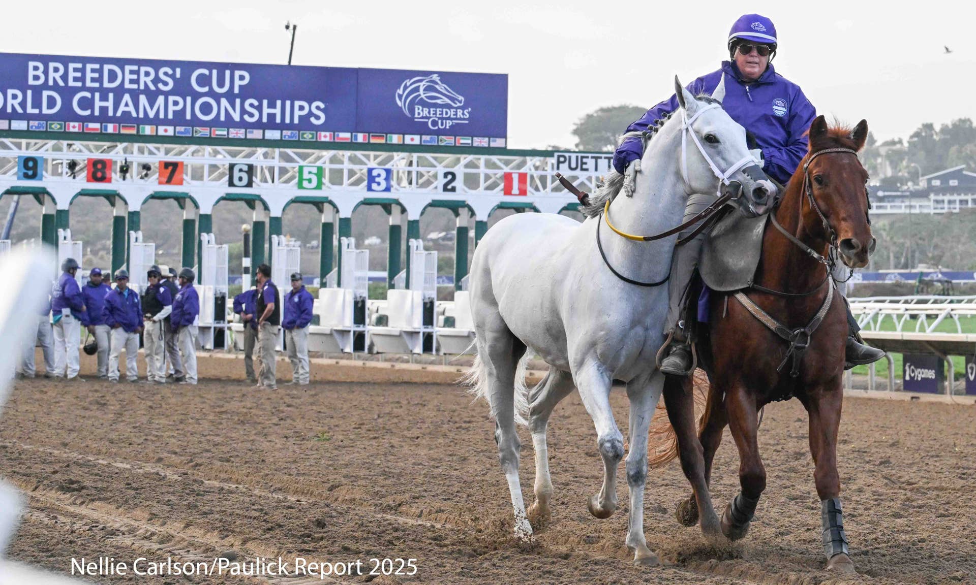 White Abarrio 'Doing Great' Day After Breeders' Cup Scratch - Paulick ...
