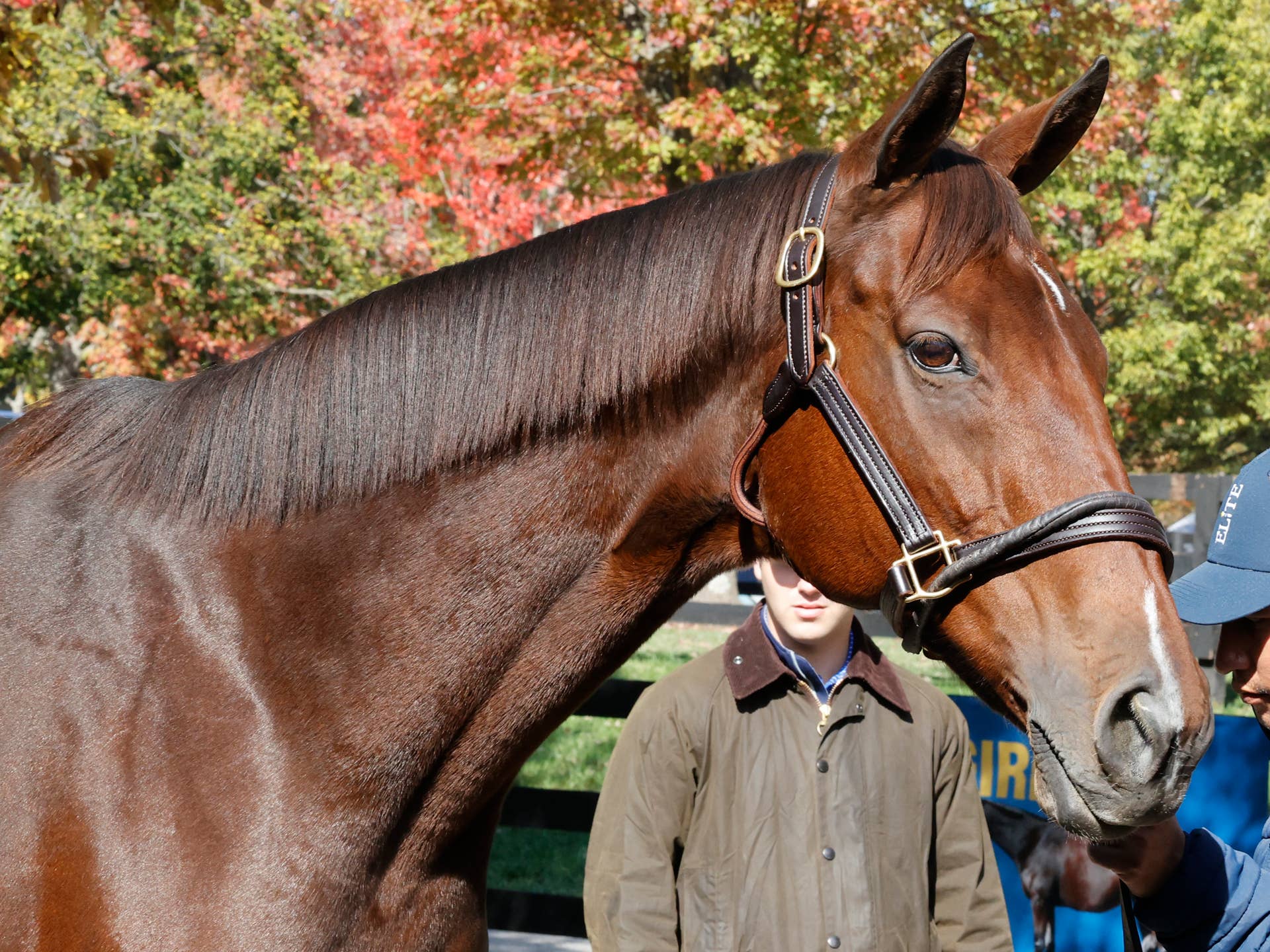 'A Phenomenal Mare': Broodmare Of The Year Puca Sells To Ace Farm For ...
