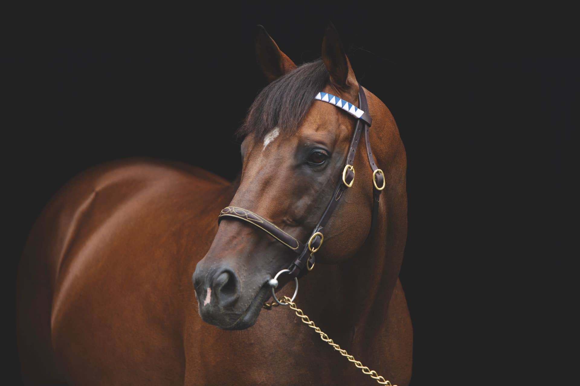 The 2025-26 All-Value Sire Team Presented By Biederman Real Estate ...
