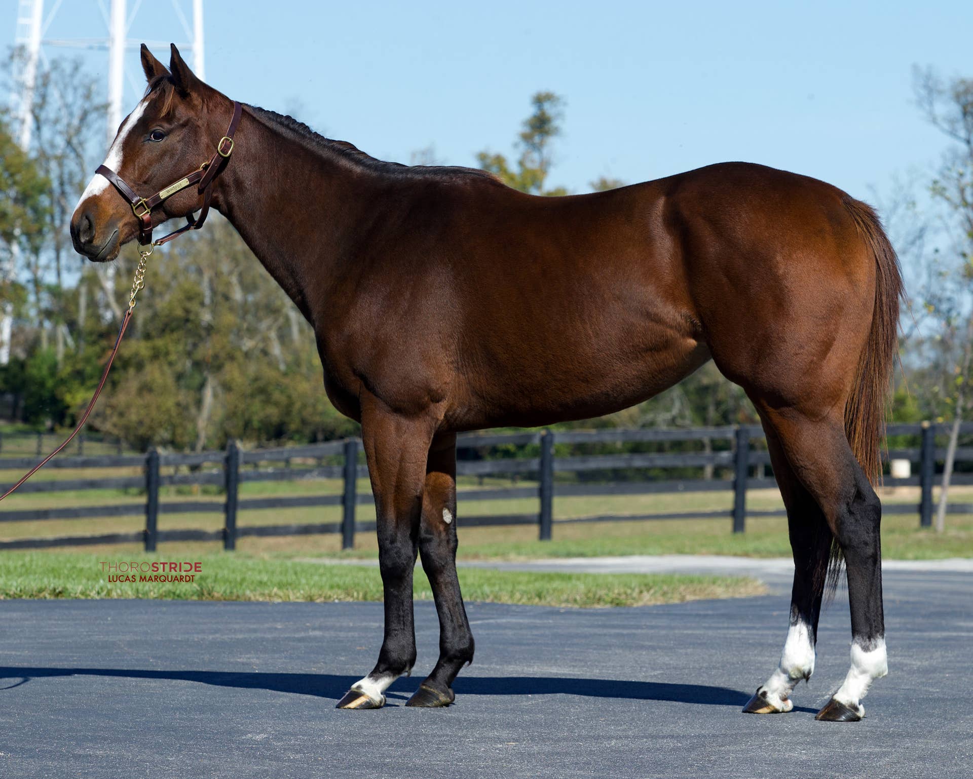 Inglis Digital USA's 2024 October Sale Catalog Now Online - Paulick Report