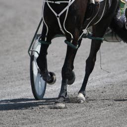 'The Sport Is In Mourning': Harness Driver Dies After Accident At The ...