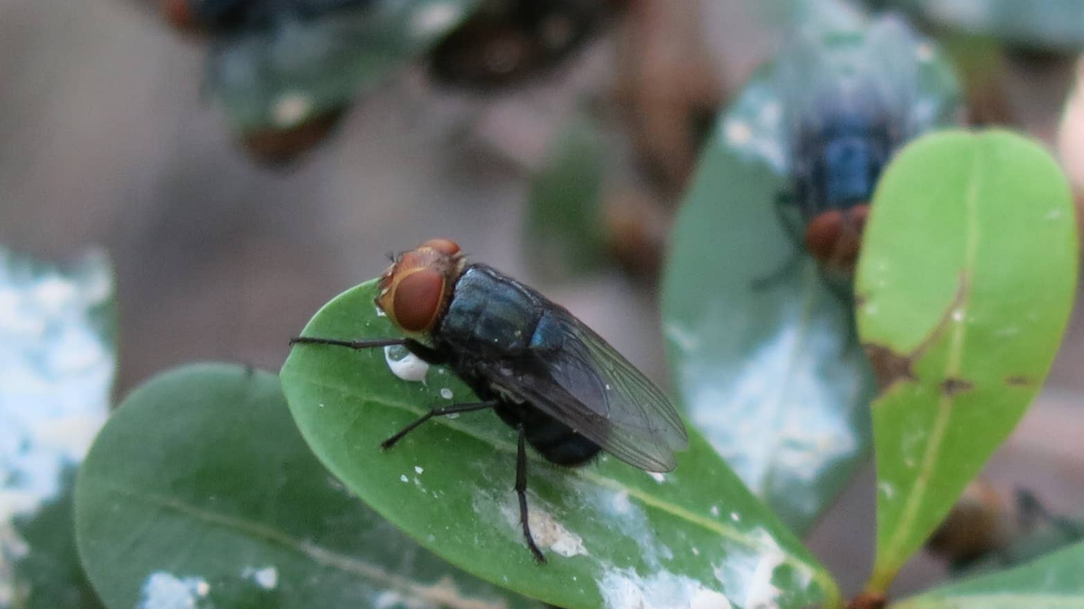 Screwworm Fly Officially Detected In United States - Paulick Report