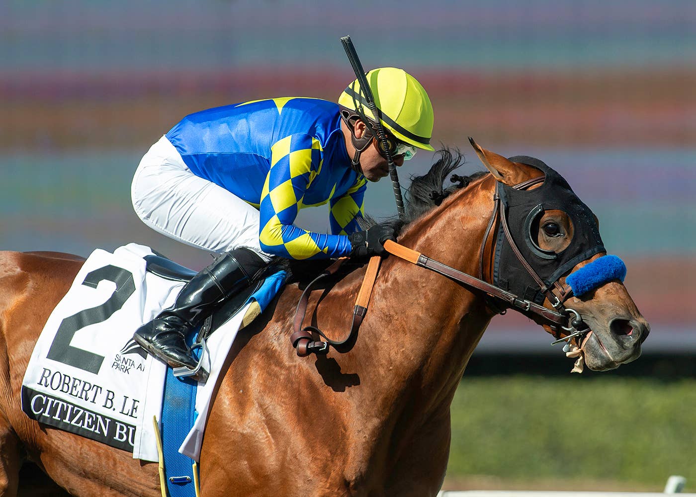 'Wait And See': Champion Citizen Bull Garners 98 BSF For Lewis Win ...