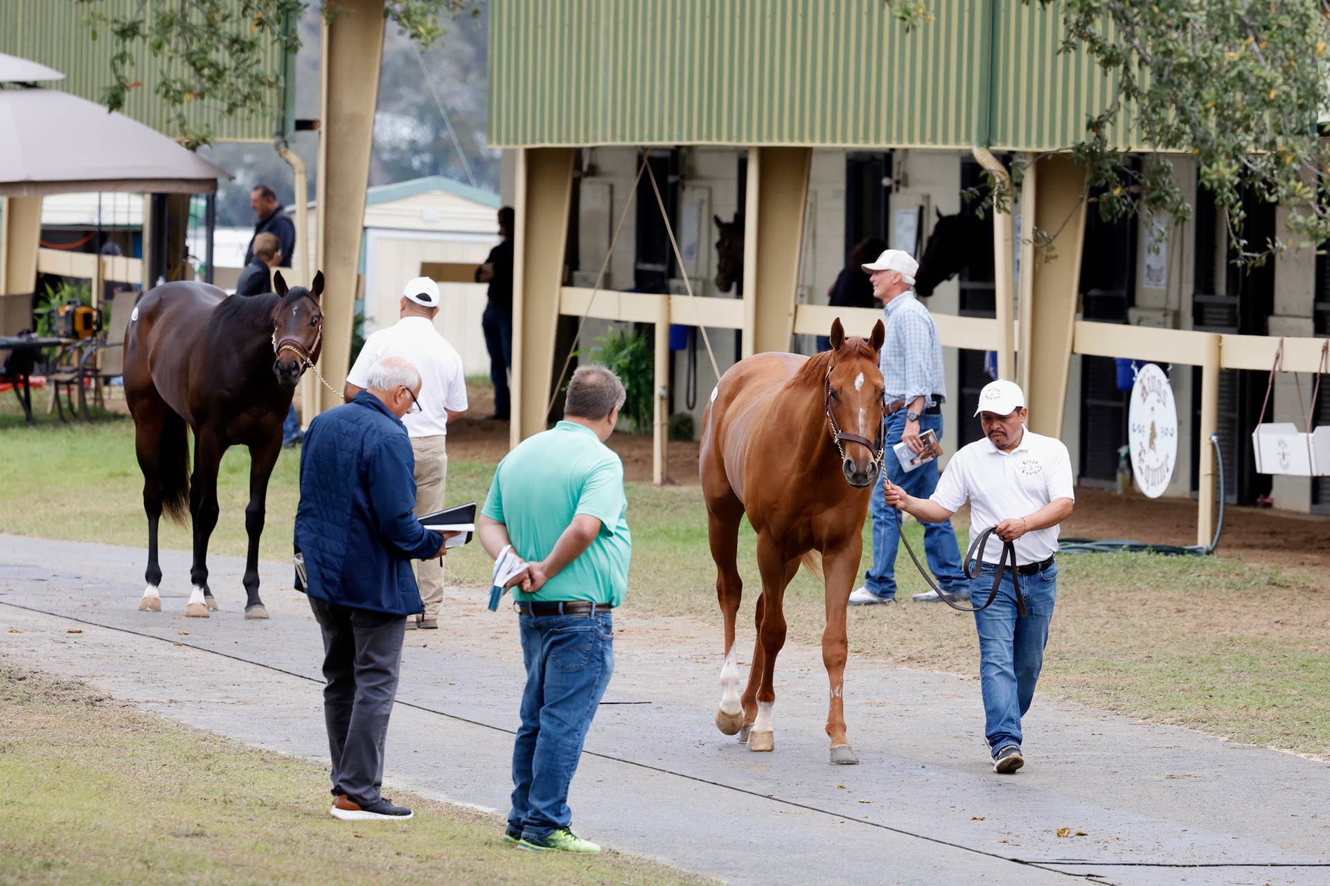 OBS Catalogs 816 For 2026 March 2-Year-Olds In Training Sale - Paulick ...