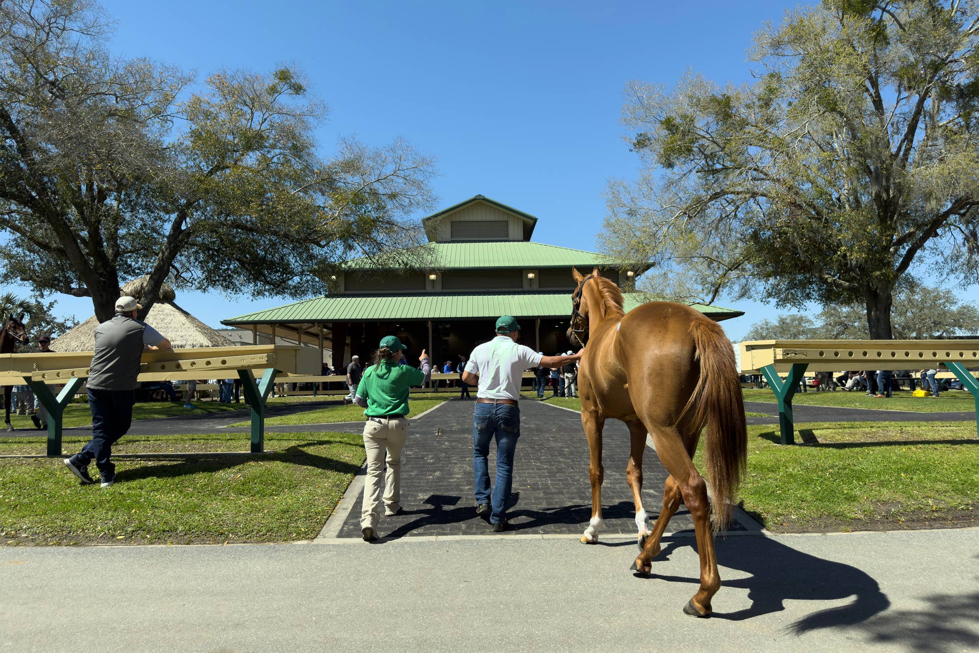 OBS Catalogs 282 For 2026 ﻿January Winter Mixed Sale - Paulick Report