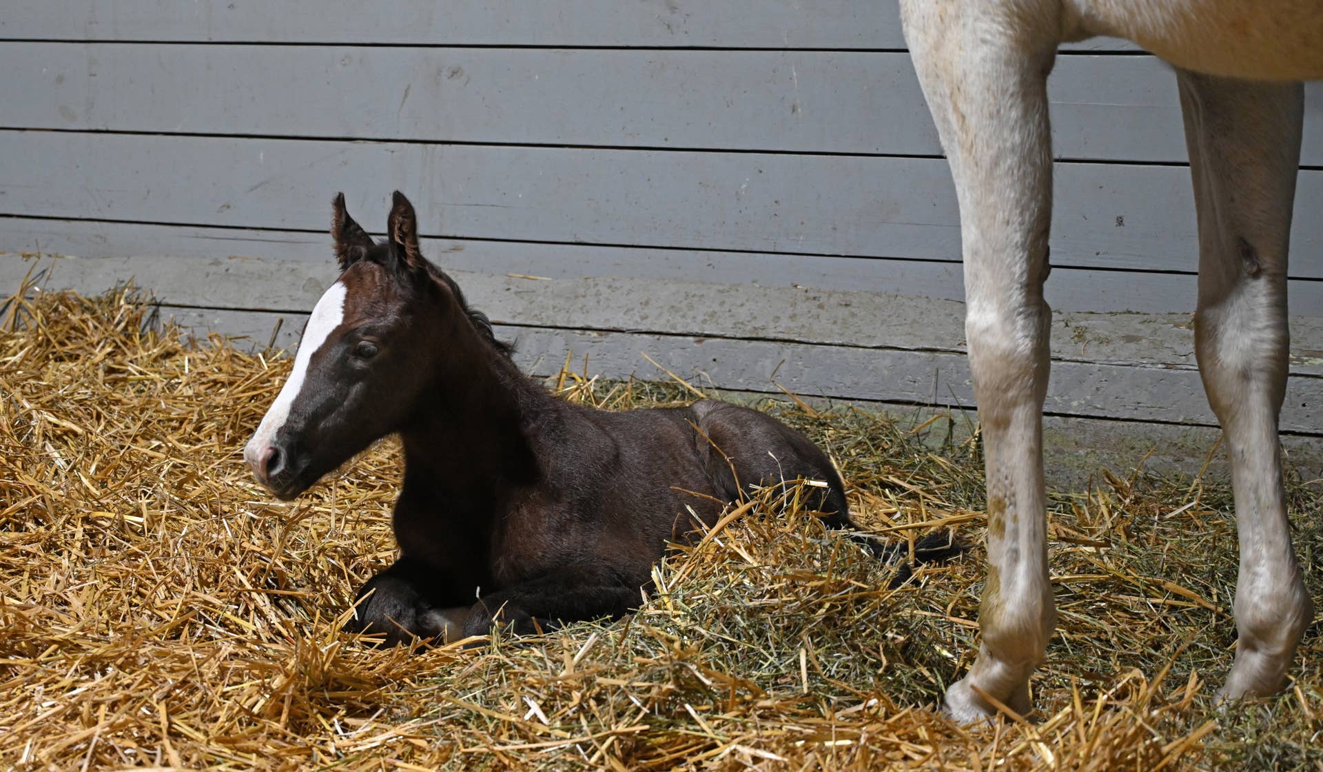 It's A Girl! First Foal Is A Filly For Gainesway’s Grade 1 Winner Muth ...