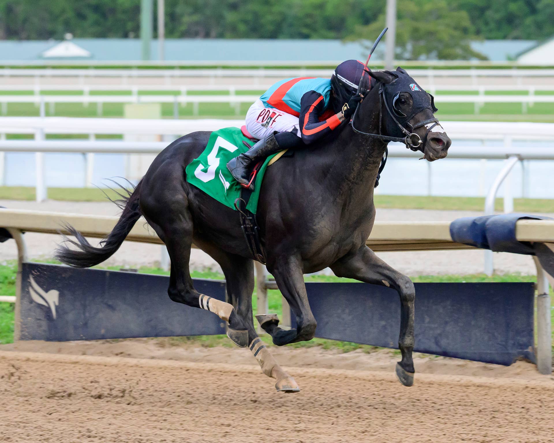 Bidding Open For Inaugural Inglis Digital USA Curlin Florida Derby Sale ...